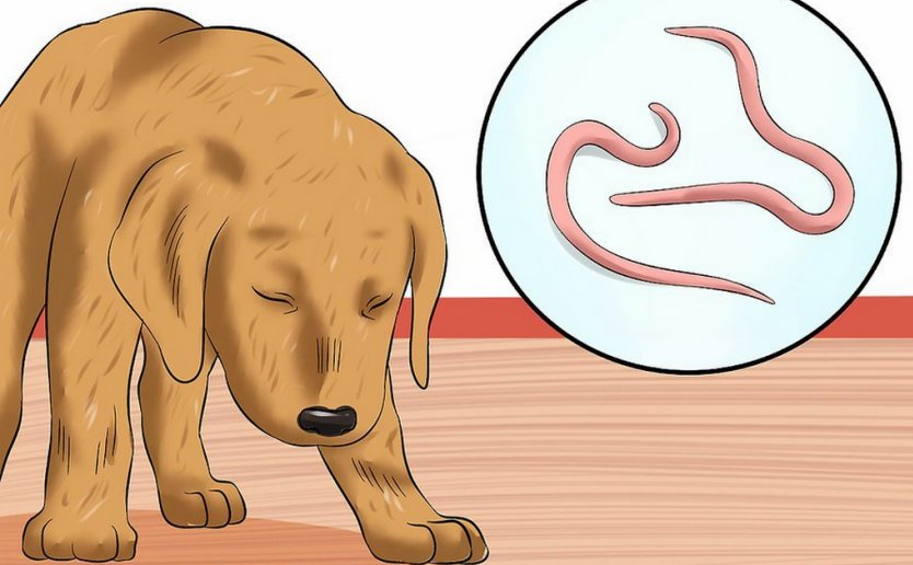 Giardia in dogs: what it is, symptoms and prevention | Exotic PetQuarters